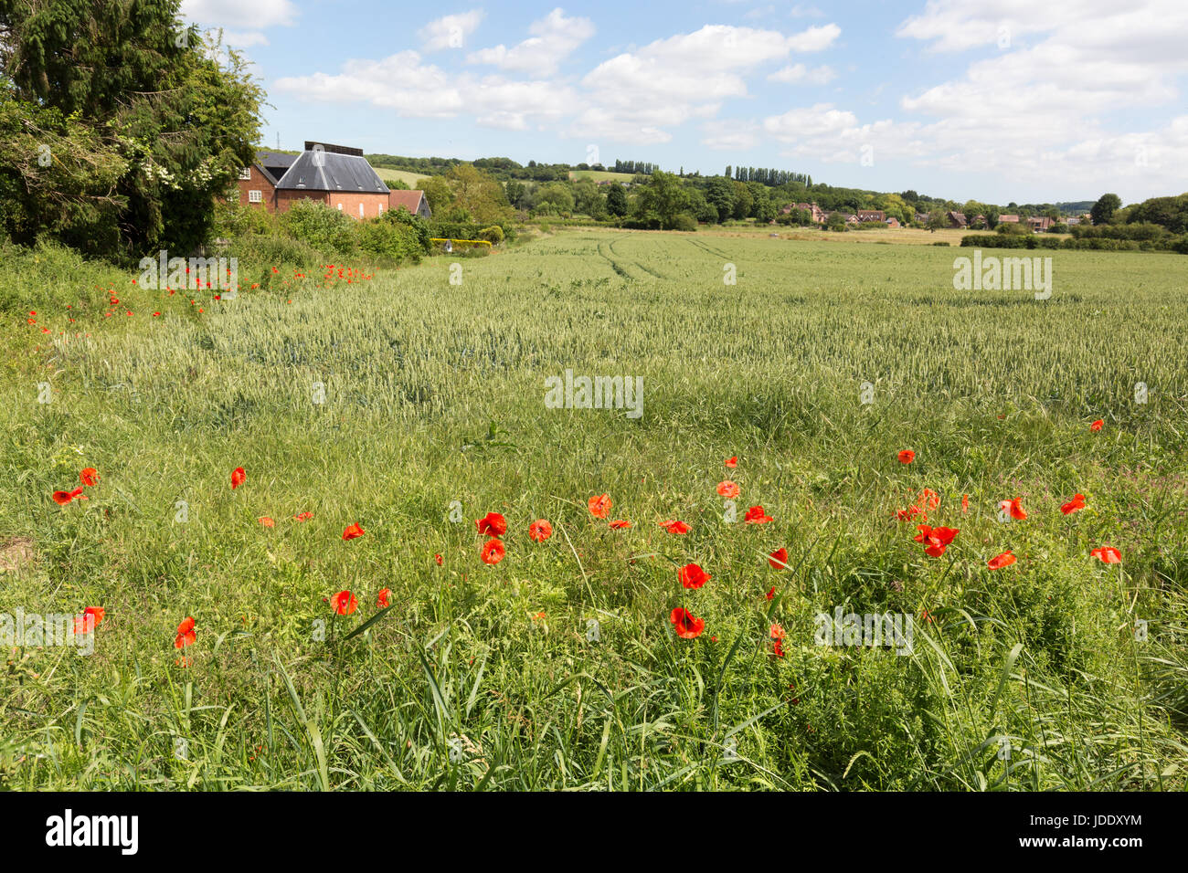 British countryside in summer - Stour Valley landscapes, poppies in a ...
