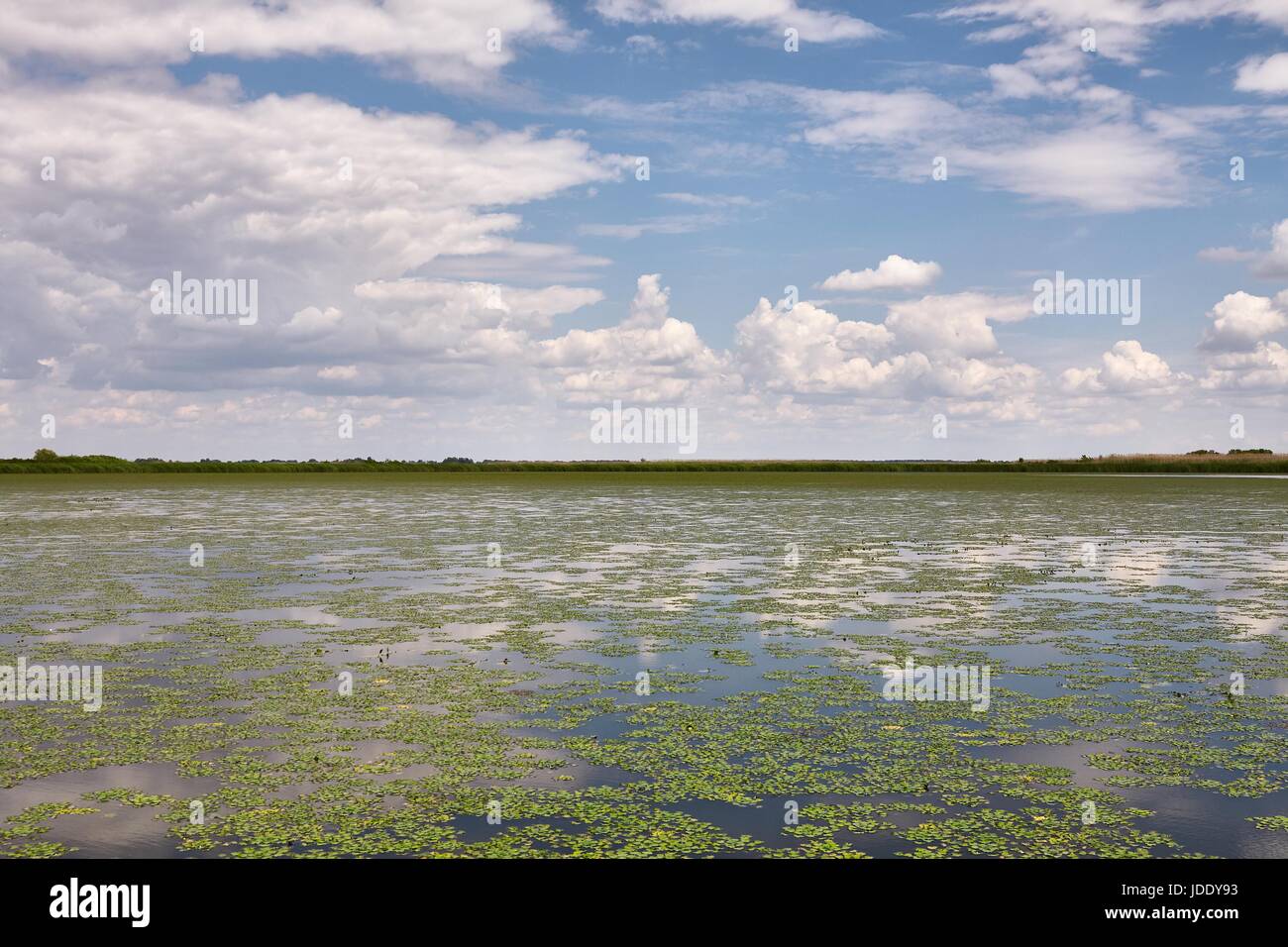 Calm lake surface with plants Stock Photo - Alamy