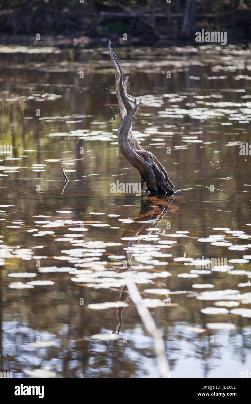 Water lily root hi-res stock photography and images - Alamy