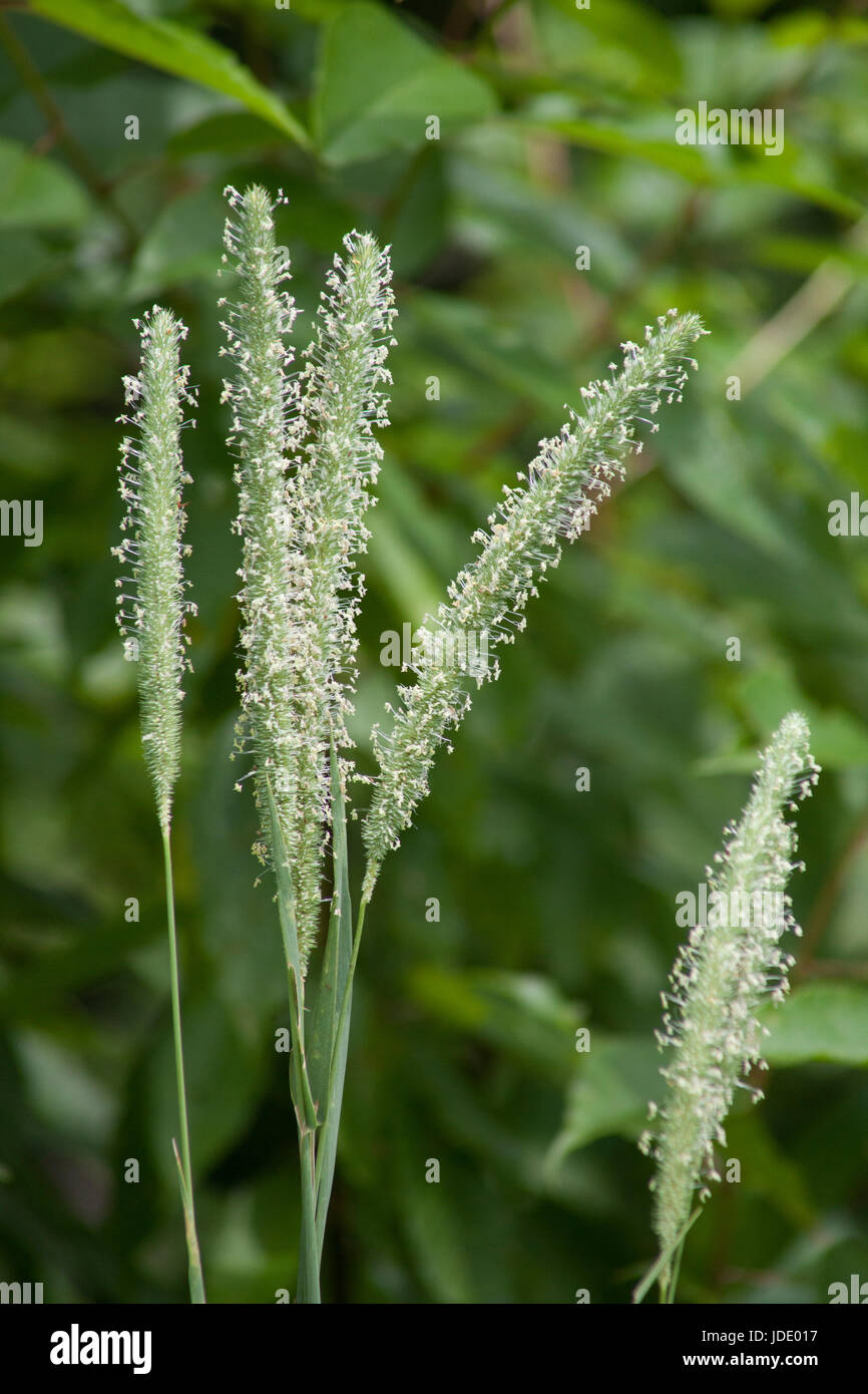 Grass heads hi-res stock photography and images - Alamy