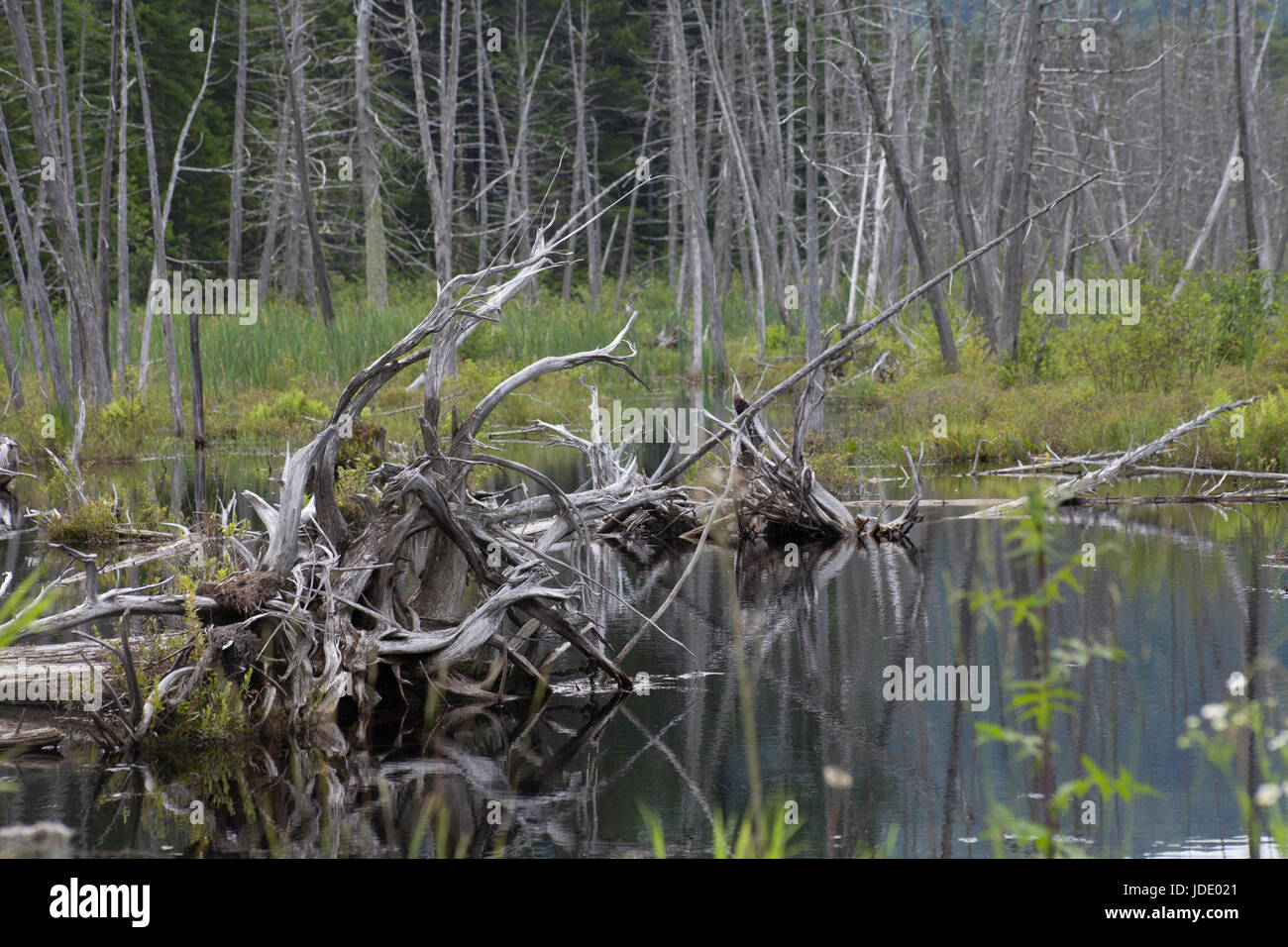 Dried trunks hi-res stock photography and images - Alamy