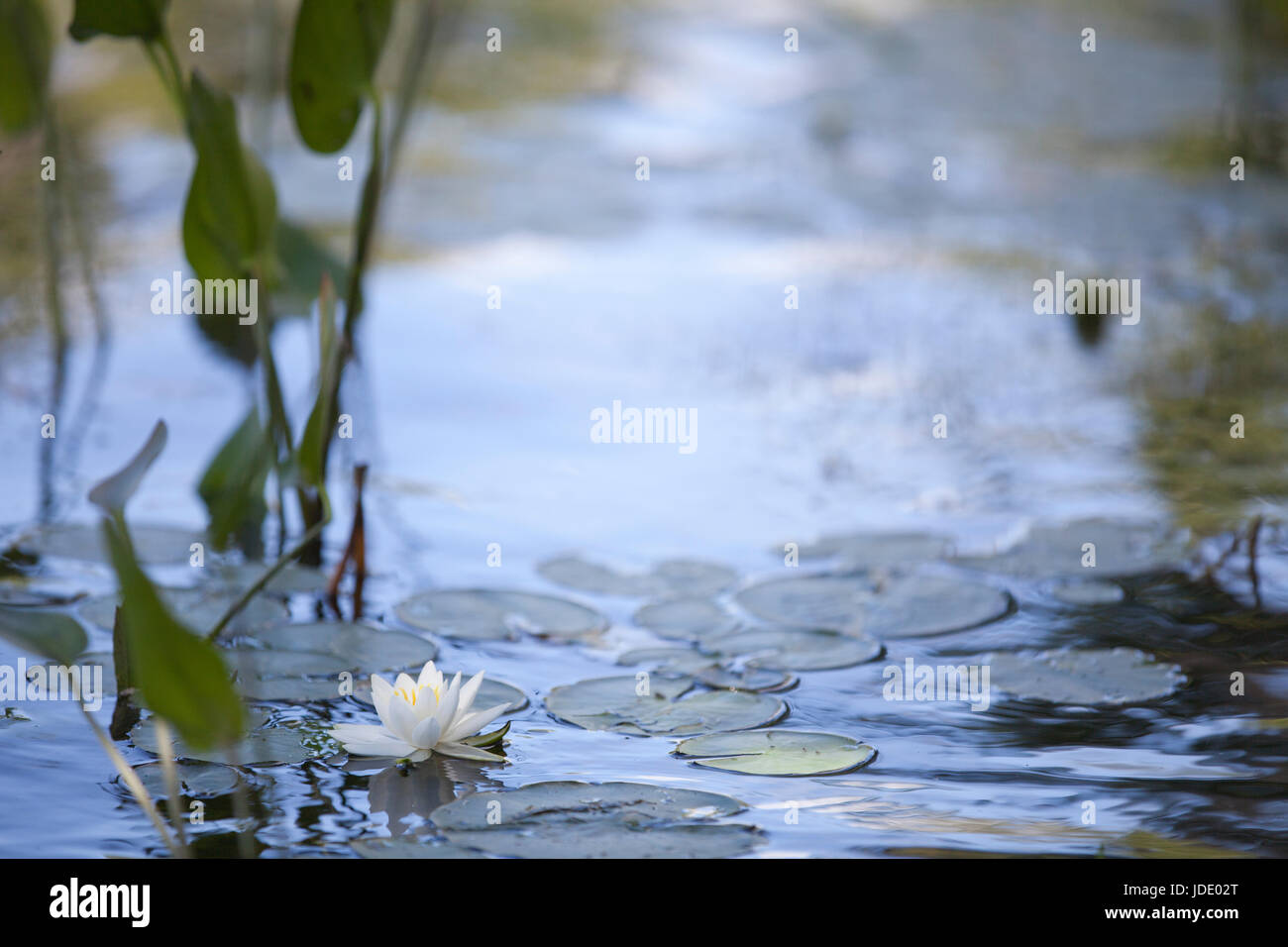 Lilipads hi-res stock photography and images - Alamy