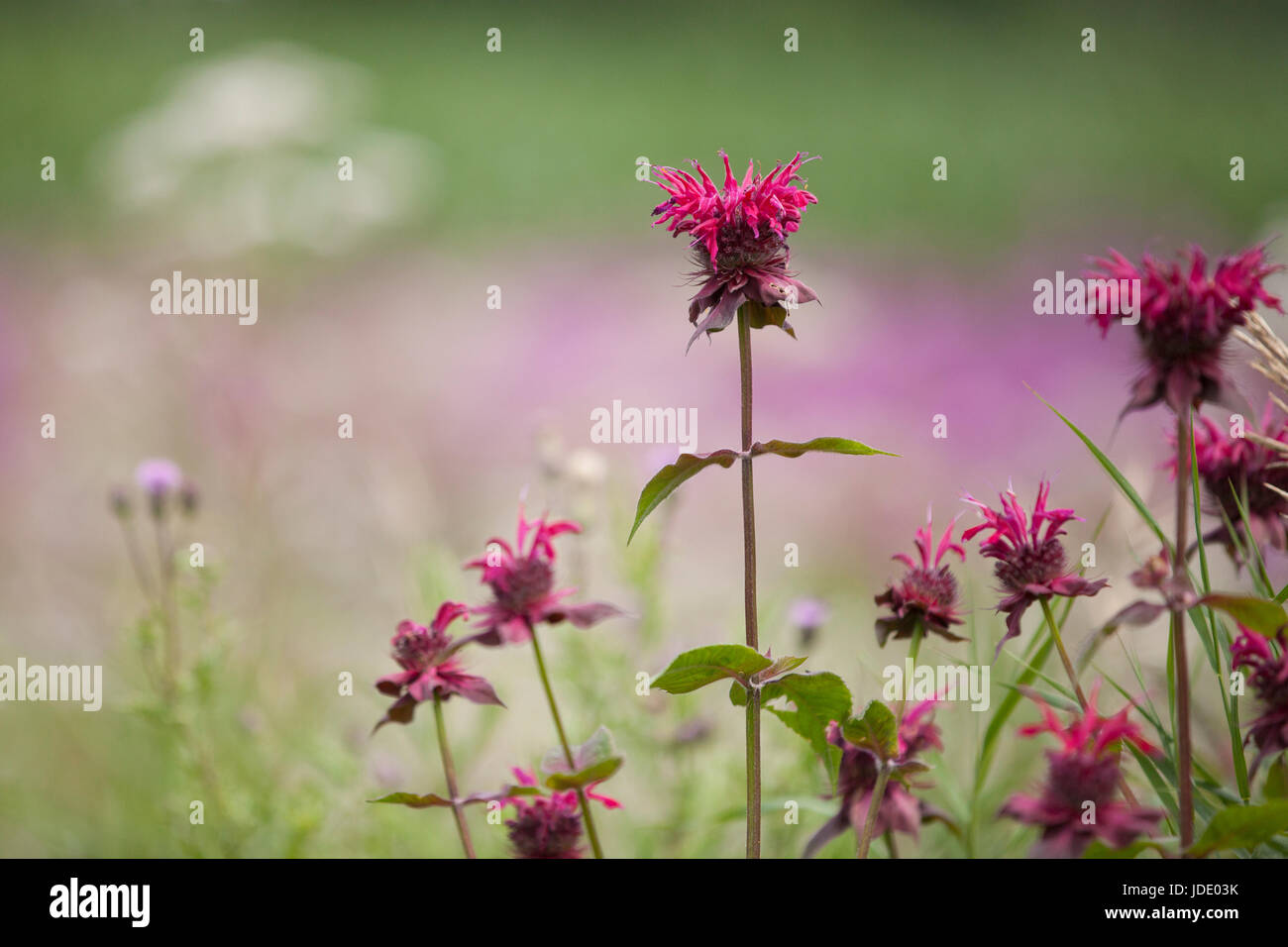 Bright pink bee balm flowers (Monarda) isolated on a blurry background ...