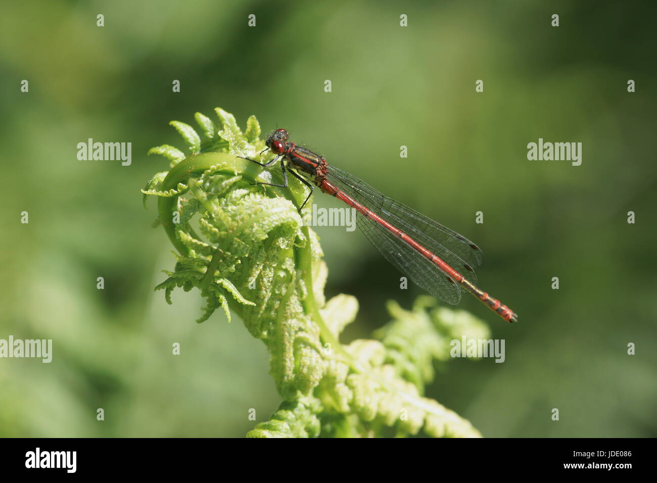 Nymphula hi-res stock photography and images - Alamy