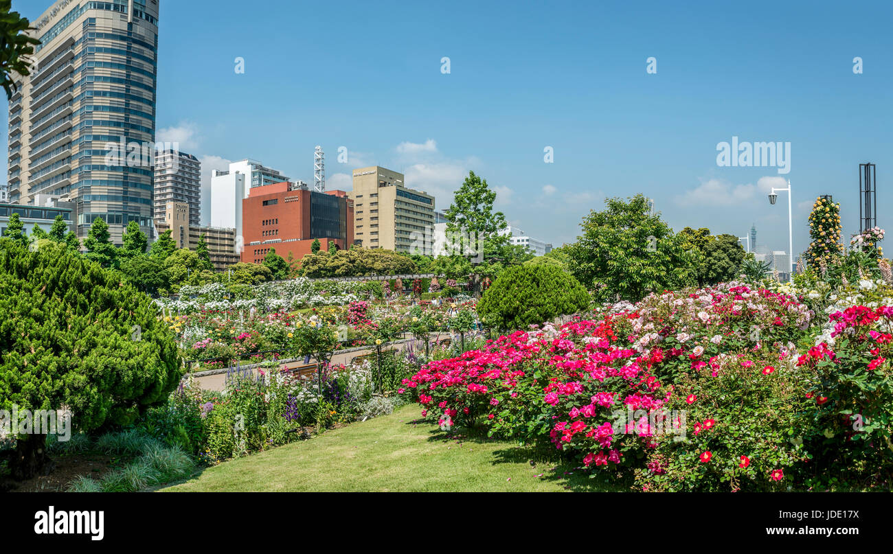 Yokohama rose garden hi-res stock photography and images - Alamy