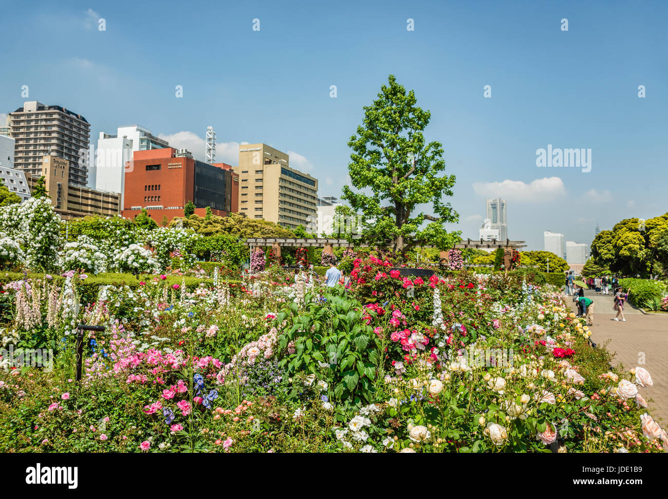 Three Rose Garden at Yamashita Park at the Yokohama waterfront during ...