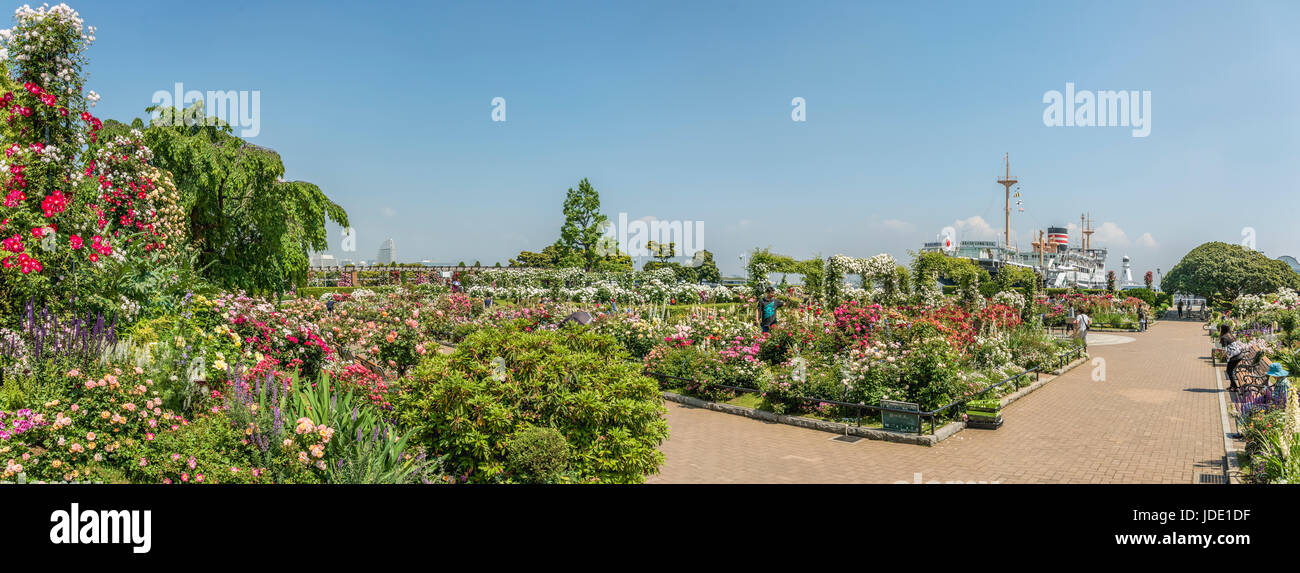 Three Rose Garden at Yamashita Park at the Yokohama waterfront during ...