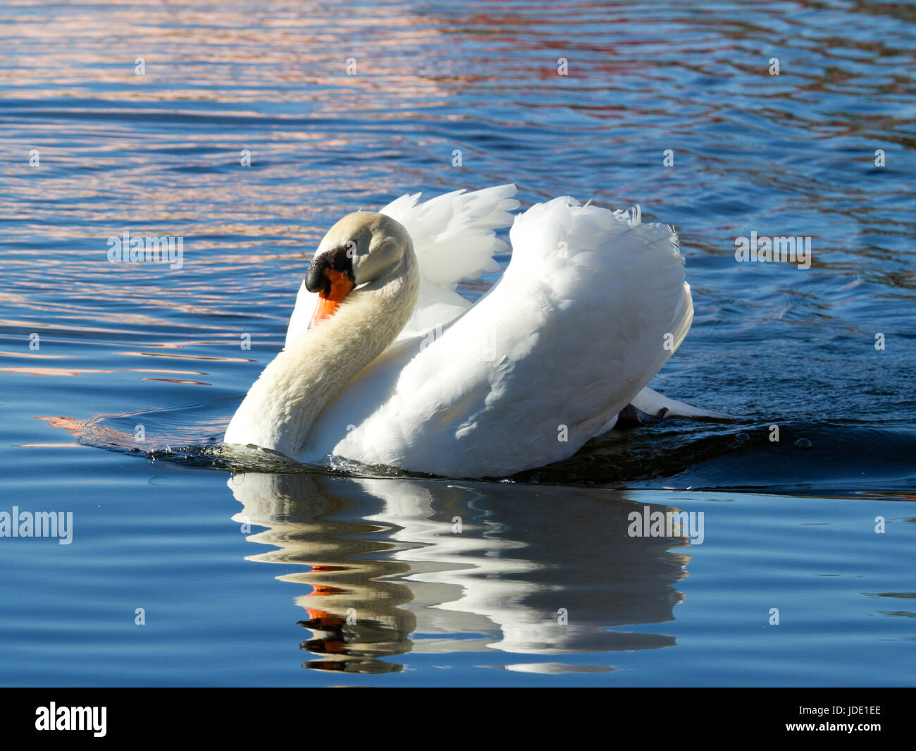 Swan paddling hi-res stock photography and images - Alamy