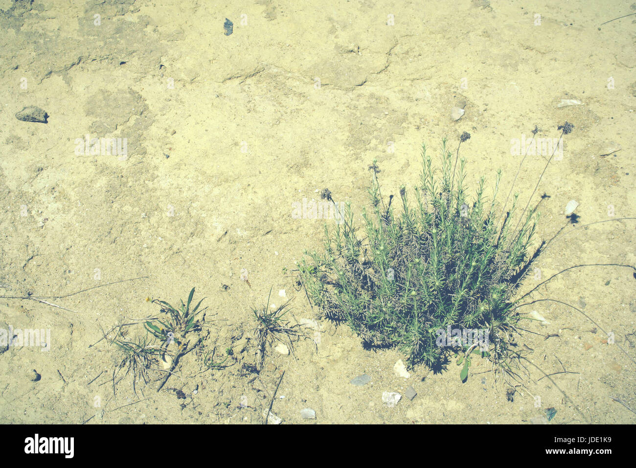 Desertification hi-res stock photography and images - Alamy