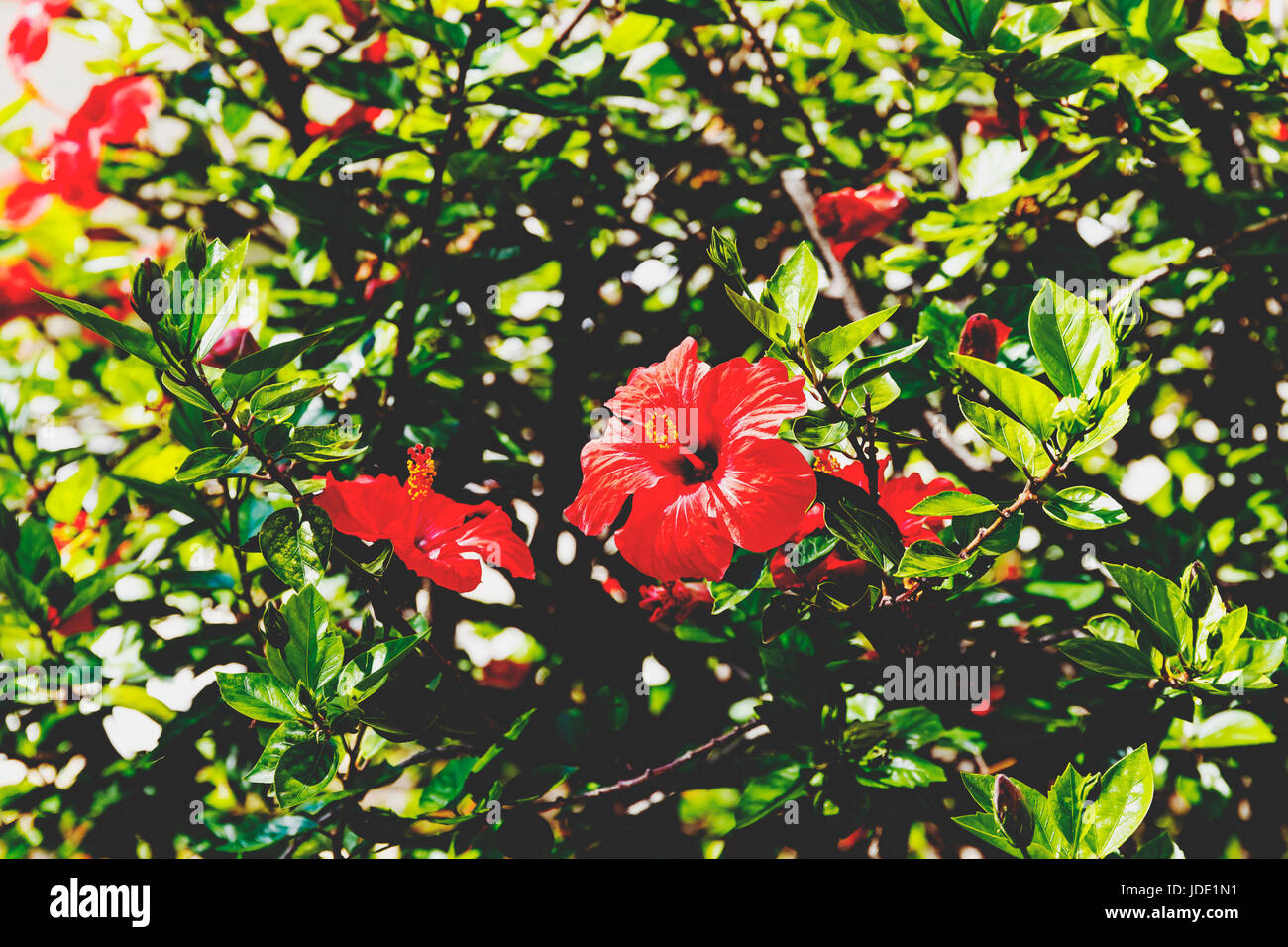red hibiscus tree in bloom, detail shot of a tropical plant shot in ...