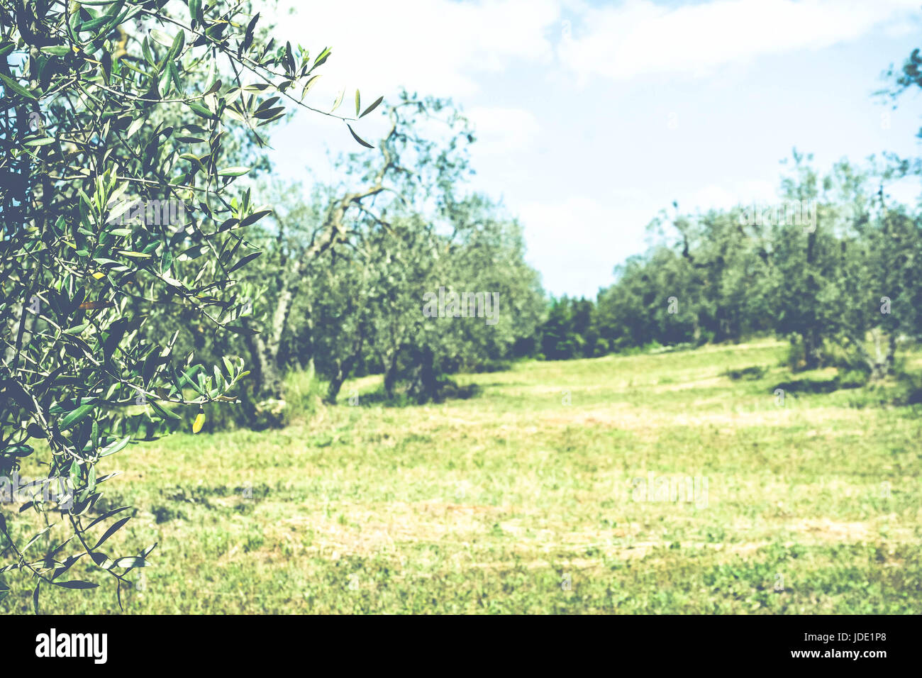 Close up Olive tree field Stock Photo - Alamy