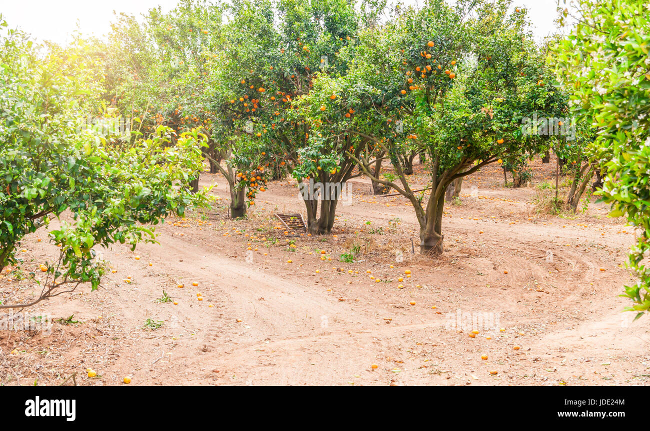 Ripe mandarin tree growing in the farm garden, agriculture industry ...