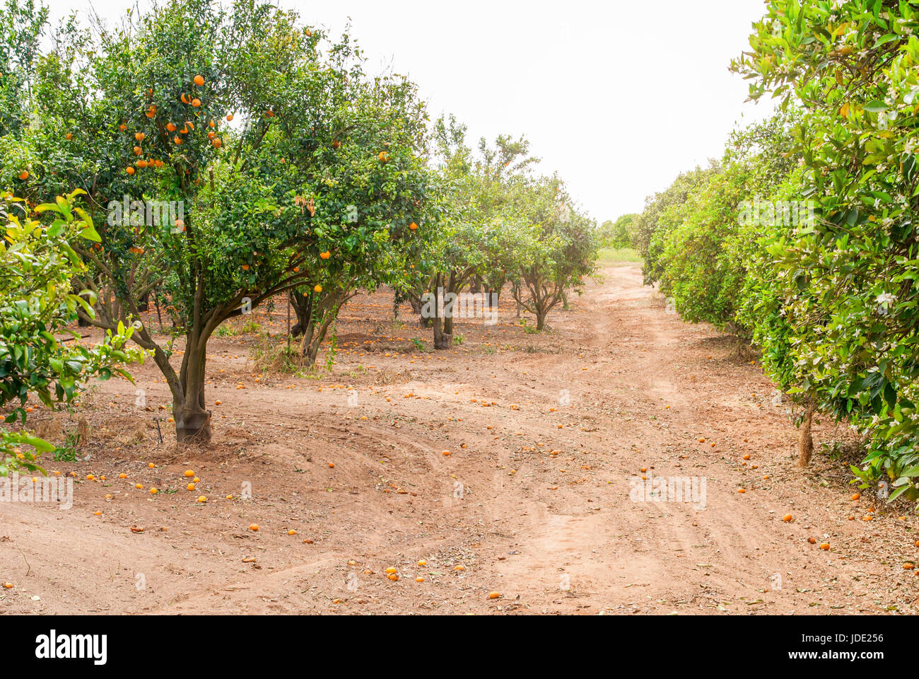 Ripe mandarin tree growing in the farm garden, agriculture industry ...