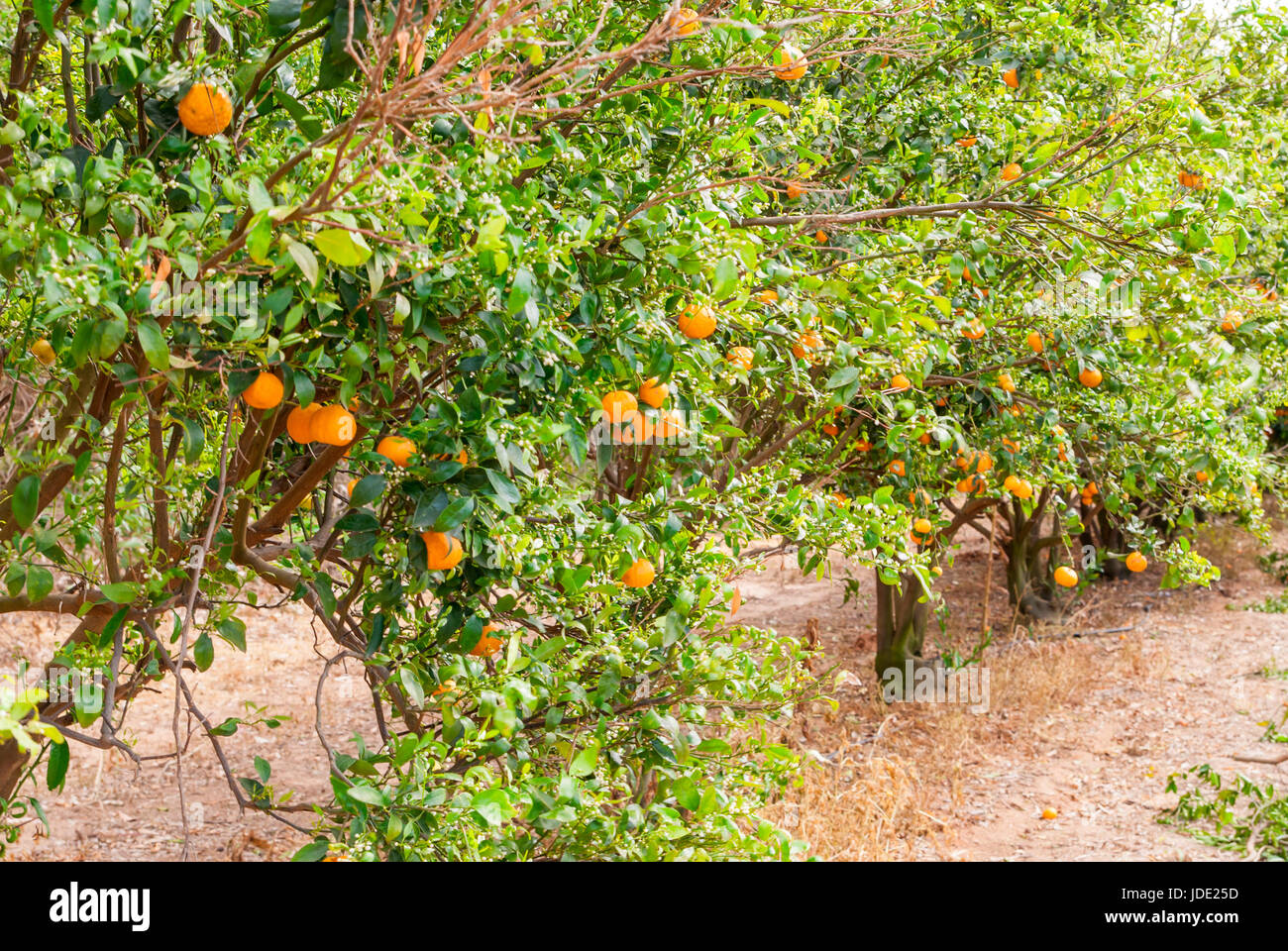 Ripe mandarin tree growing in the farm garden, agriculture industry ...