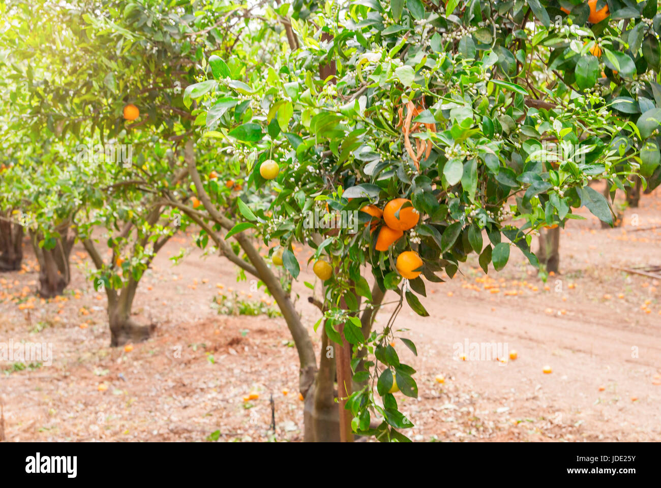 Ripe mandarin tree growing in the farm garden, agriculture industry ...