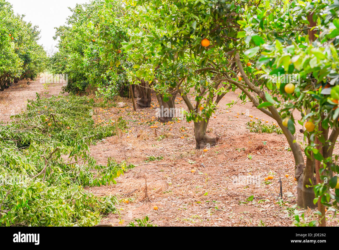 Ripe mandarin tree growing in the farm garden, agriculture industry ...