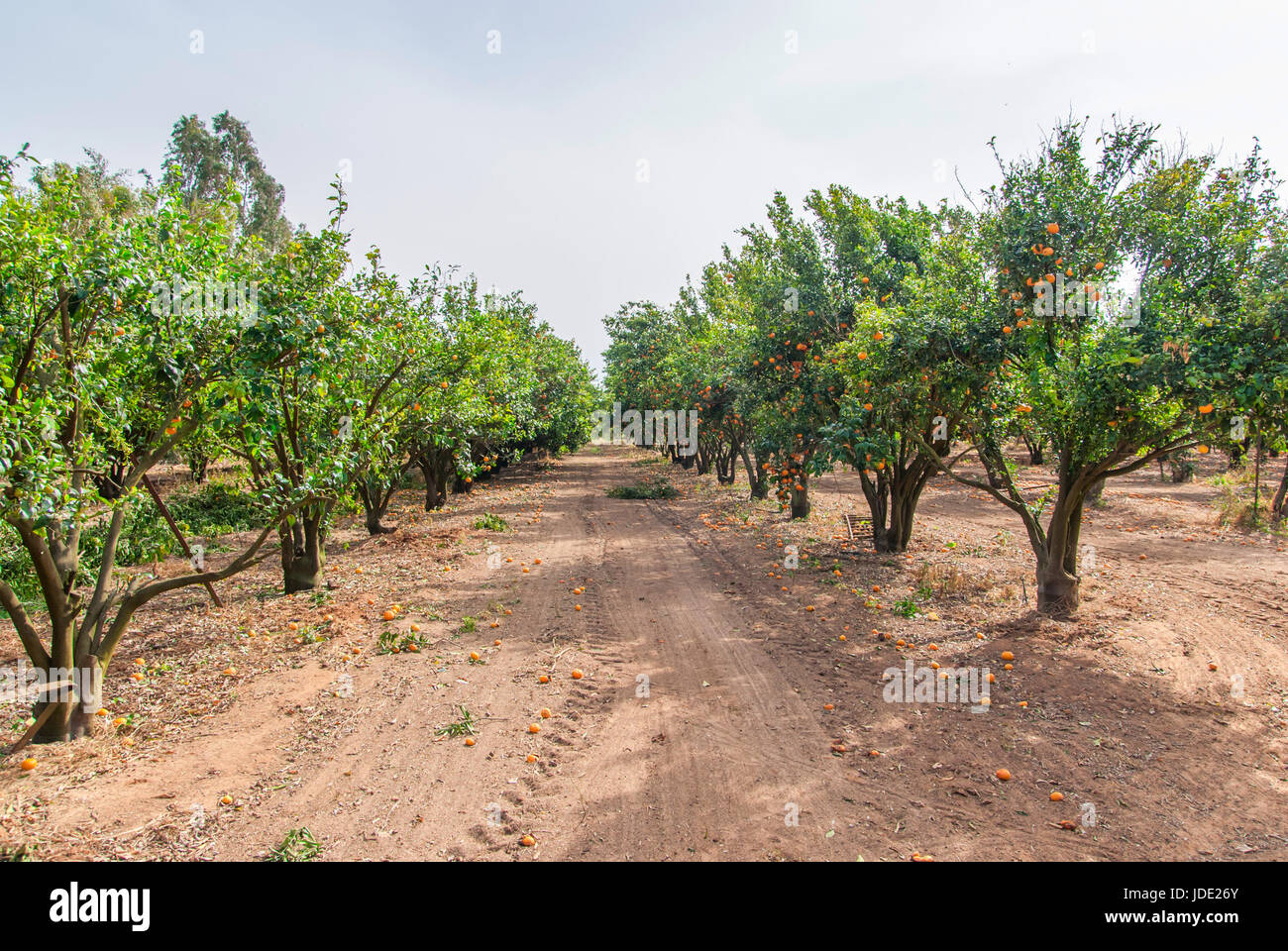 Ripe mandarin tree growing in the farm garden, agriculture industry ...