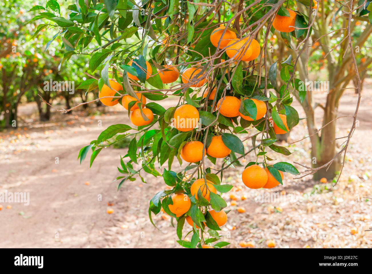 Ripe mandarin tree growing in the farm garden, agriculture industry ...