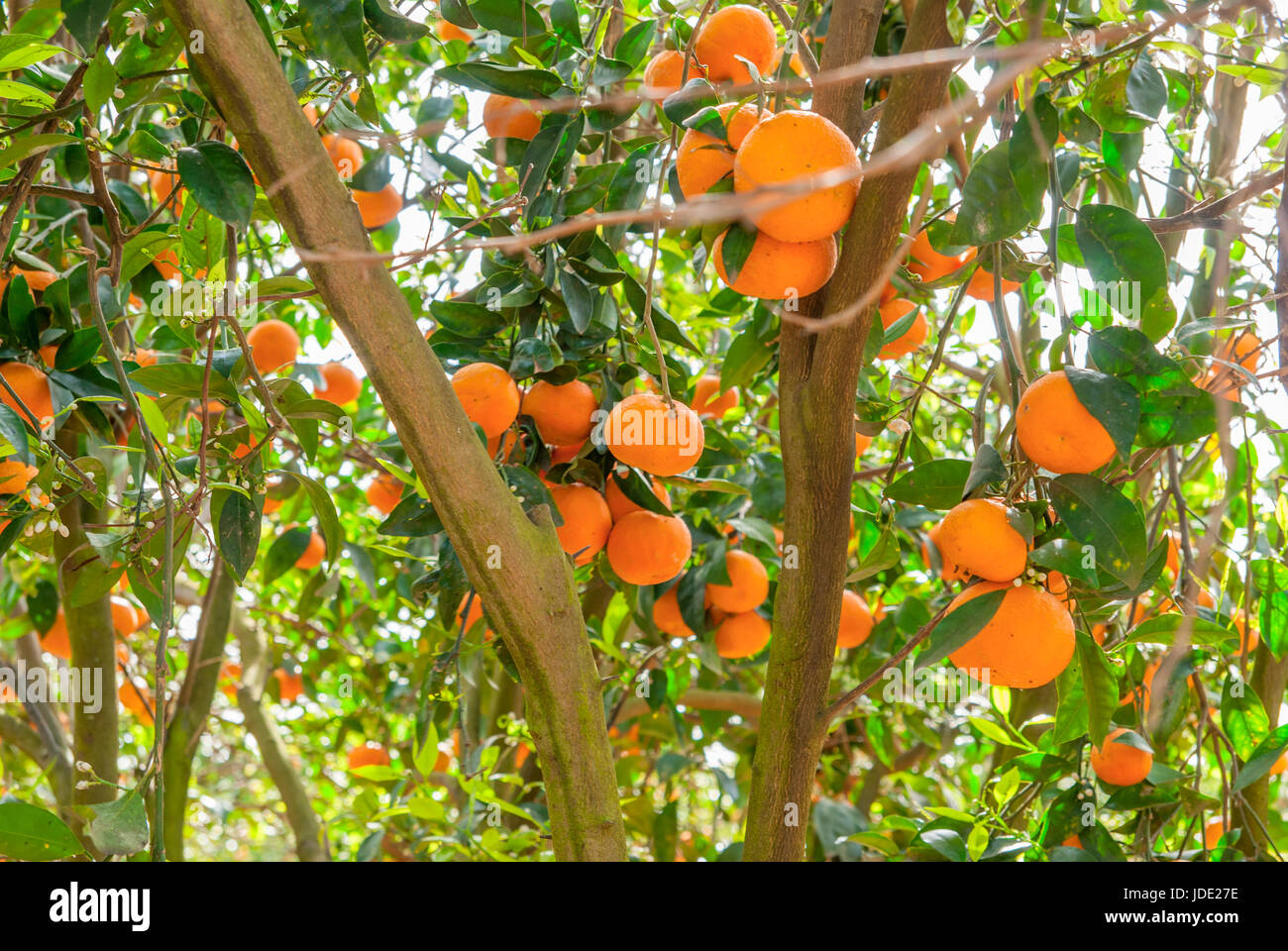 Ripe mandarin tree growing in the farm garden, agriculture industry ...