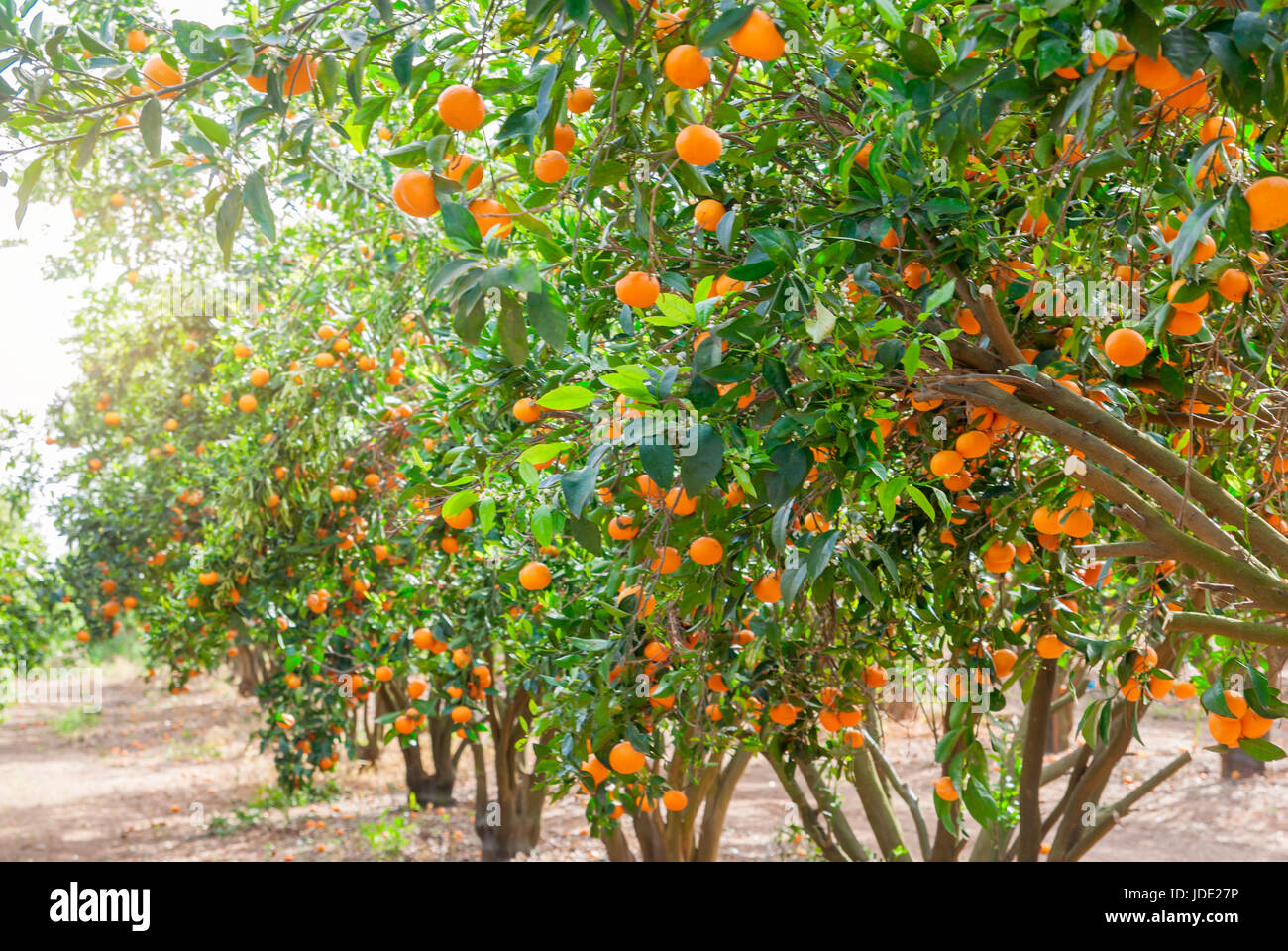 Ripe mandarin tree growing in the farm garden, agriculture industry ...