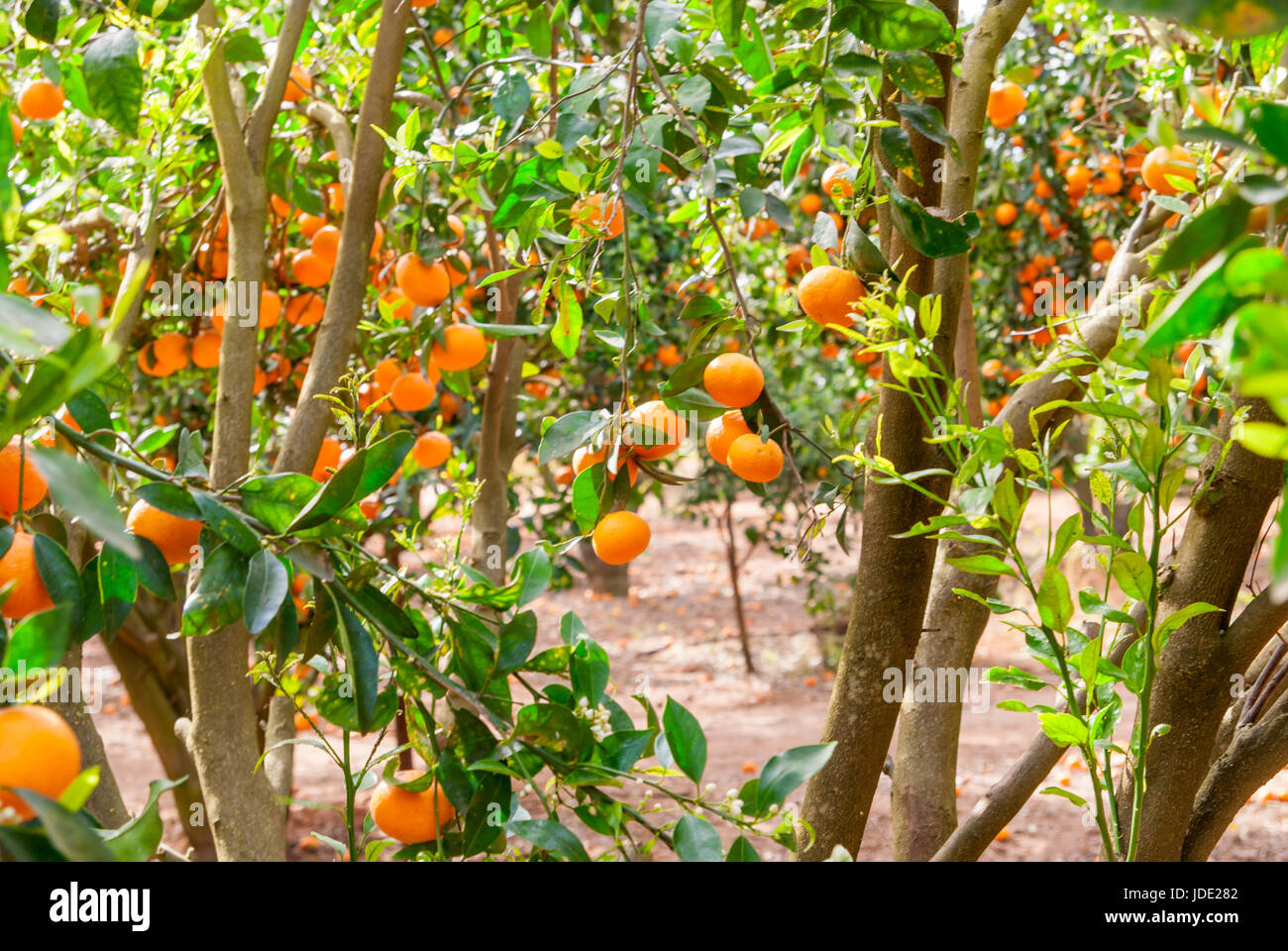 Ripe mandarin tree growing in the farm garden, agriculture industry ...