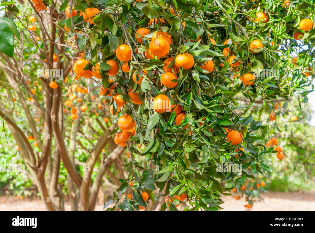 Ripe mandarin tree growing in the farm garden, agriculture industry ...