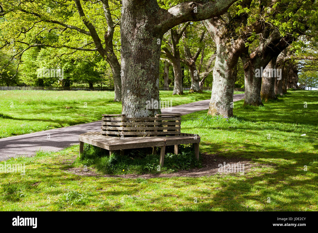 A Bench Near a Tree Stock Photo - Alamy