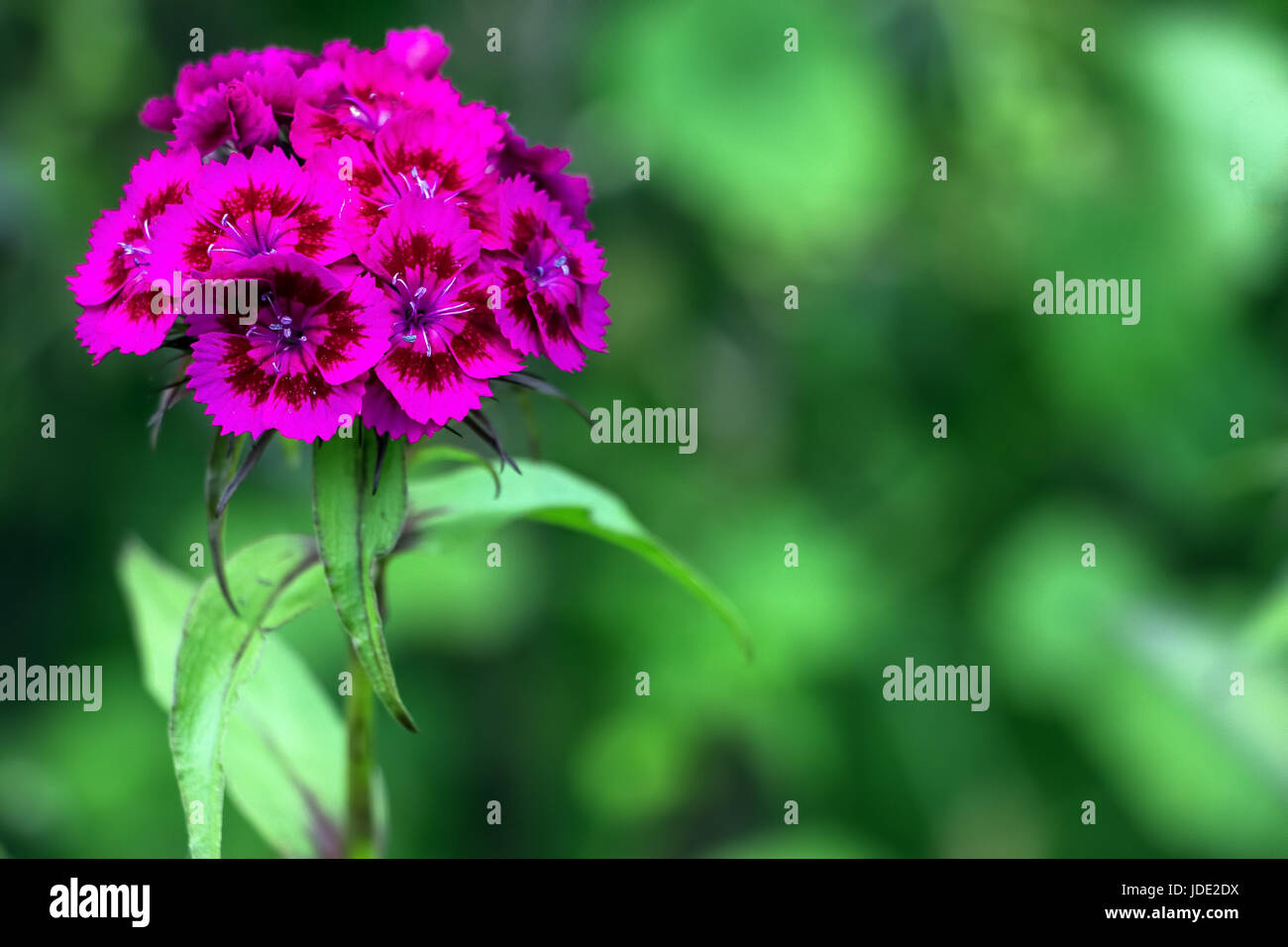 Purple Cloves Turkish Stock Photo - Alamy