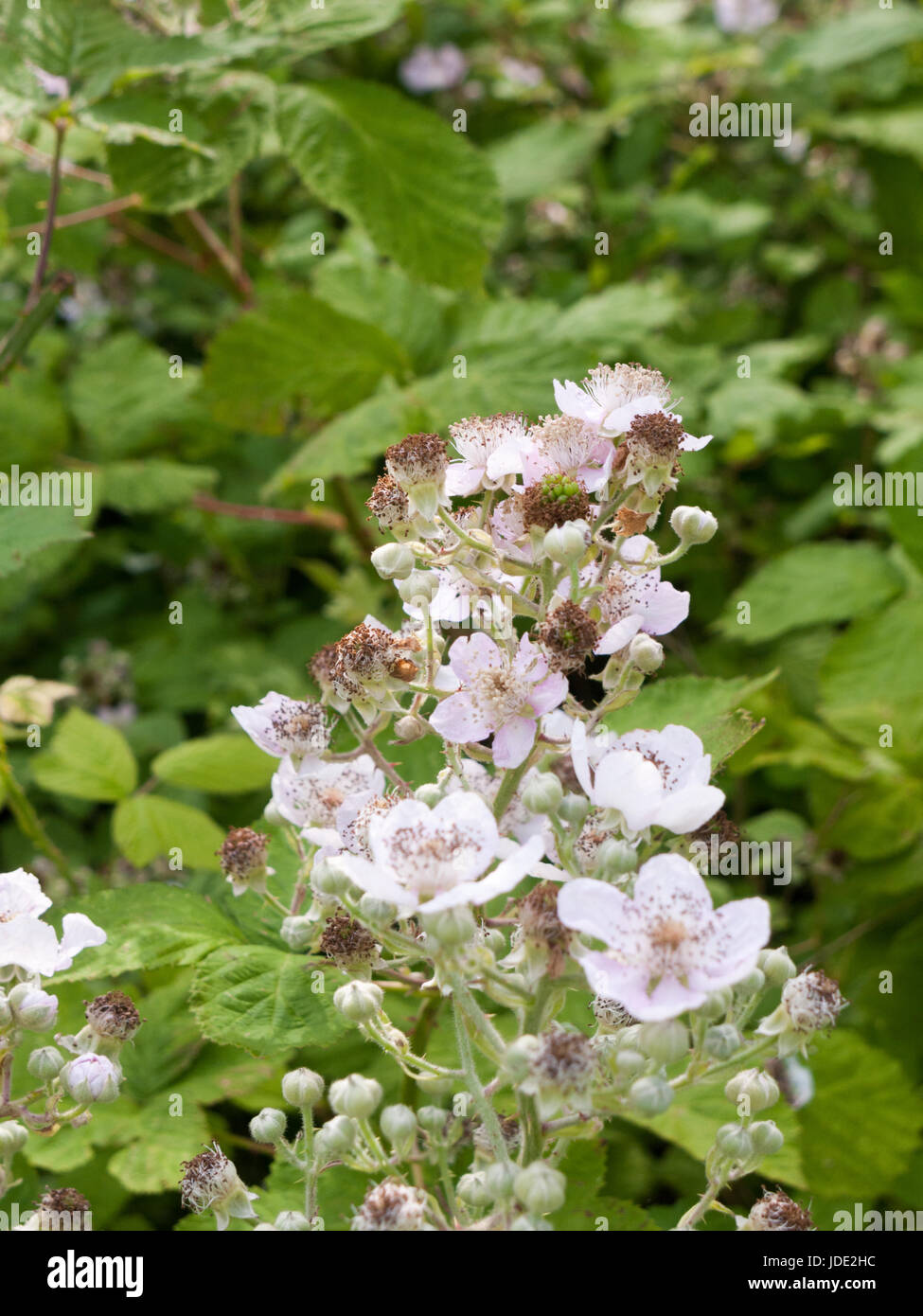 a bunch of beautiful white bramble flowers Stock Photo - Alamy