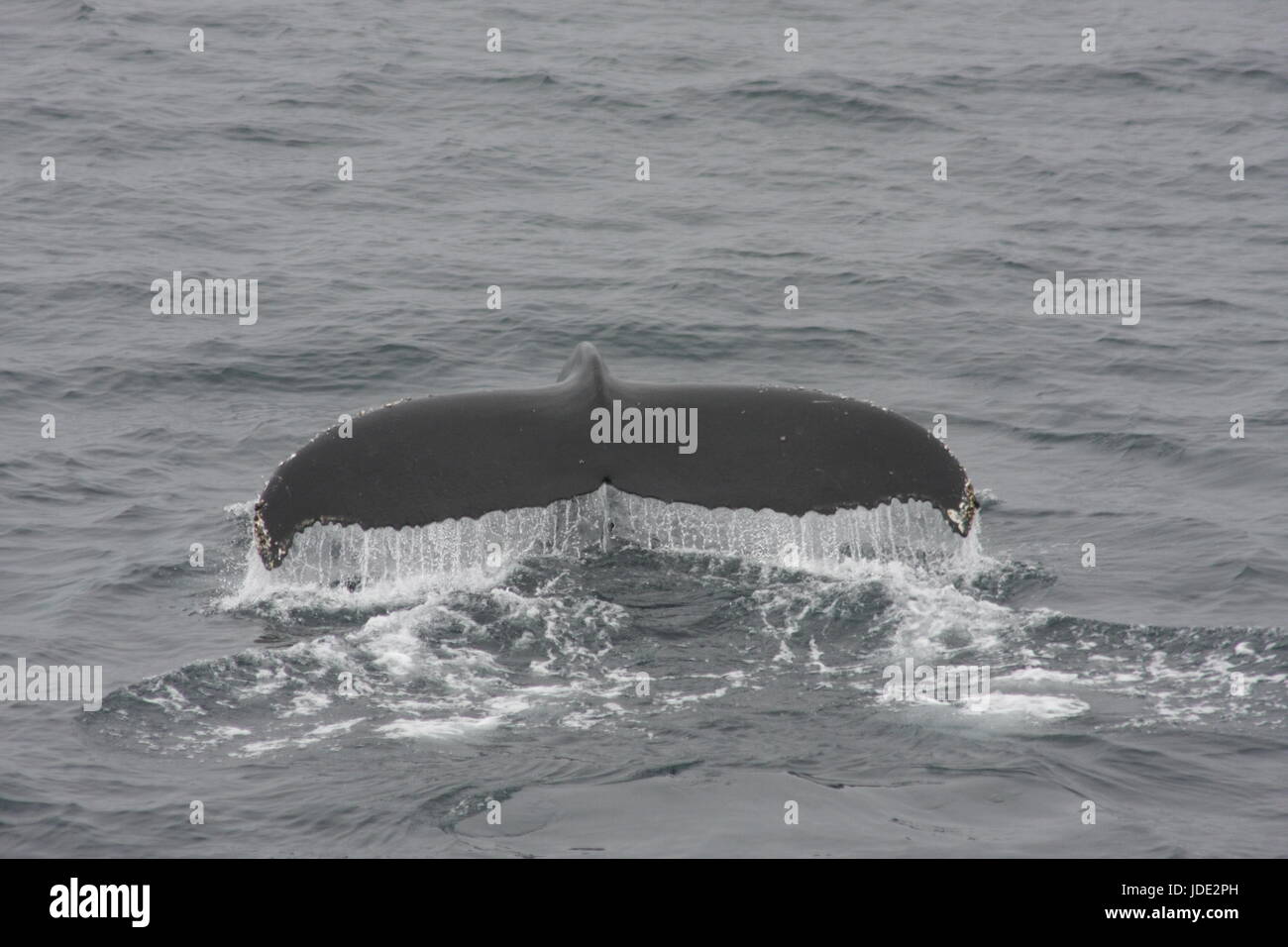 whale tail fin Stock Photo - Alamy
