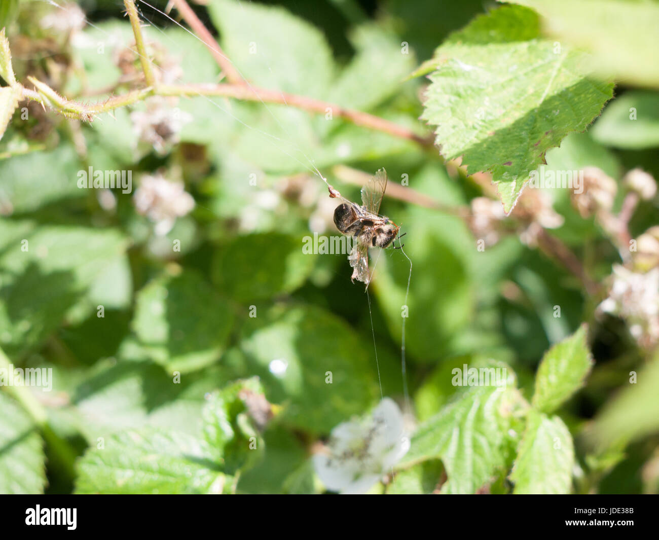 Insect stuck in spider web hi-res stock photography and images - Alamy