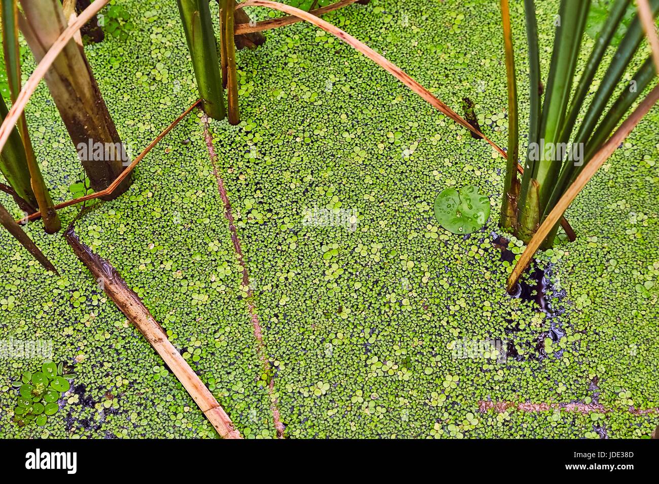 Swamp surface with green water plants Stock Photo - Alamy