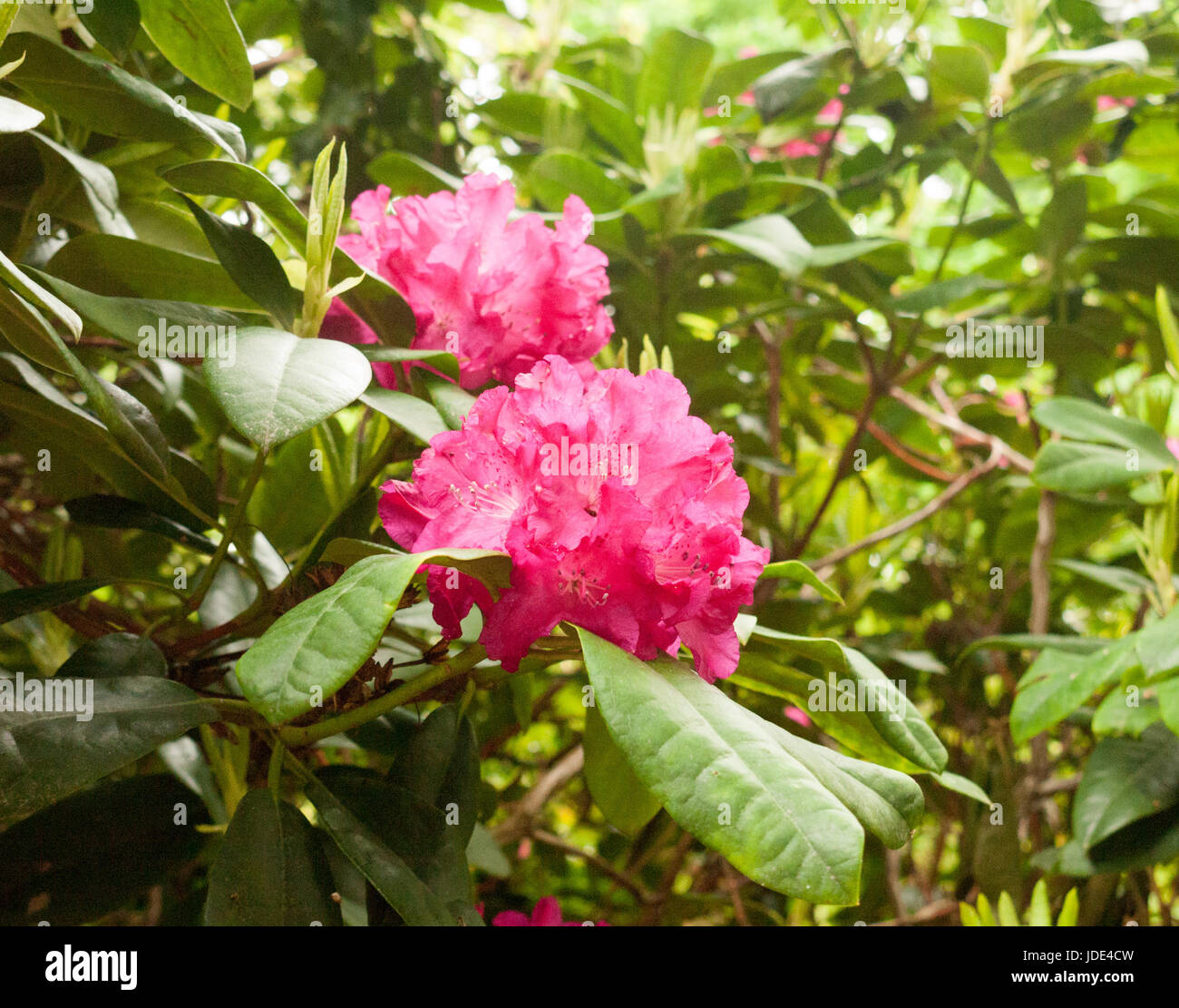 a gorgeous pinky bright red rhododendron outside close up on a tree in ...