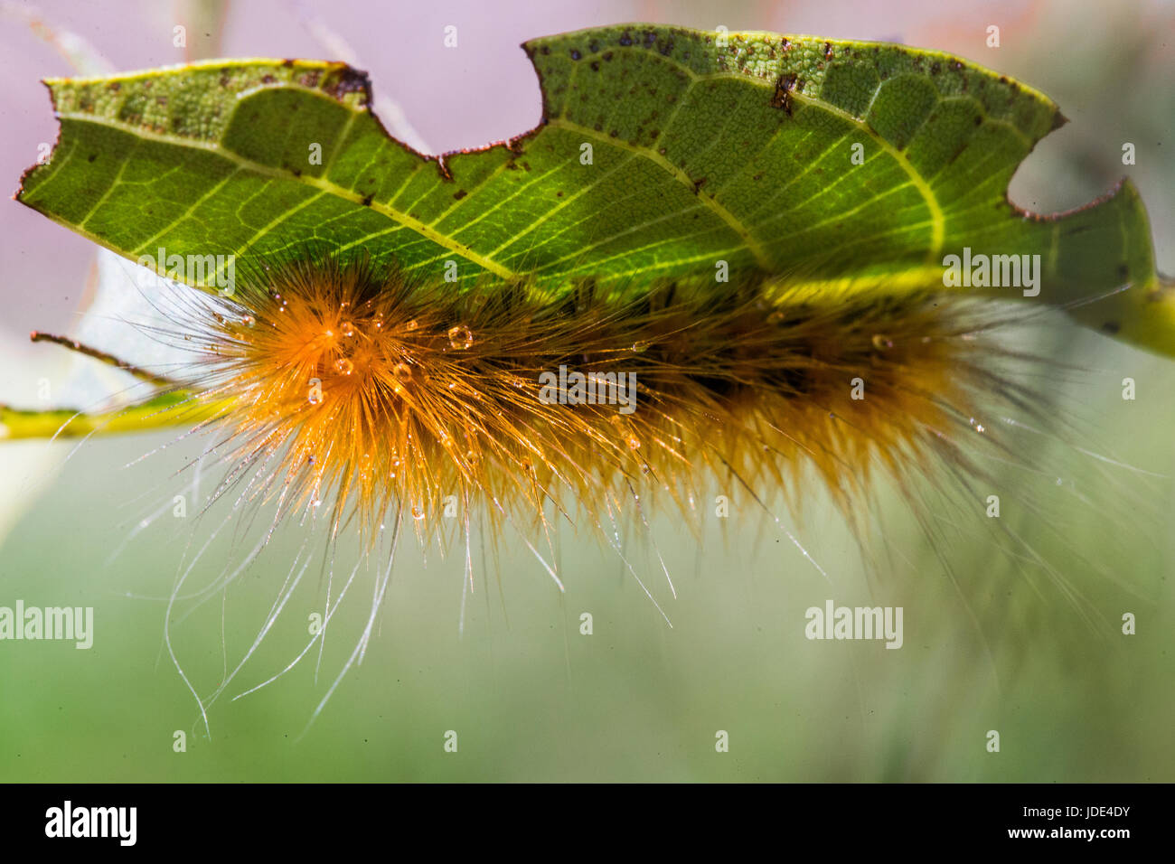 Hylesia nigricans hi-res stock photography and images - Alamy