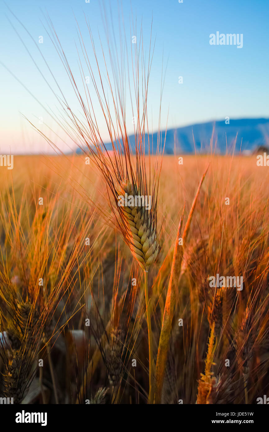 yellow fields with organic ripe hard wheat, grano duro, Sicily, Italy ...