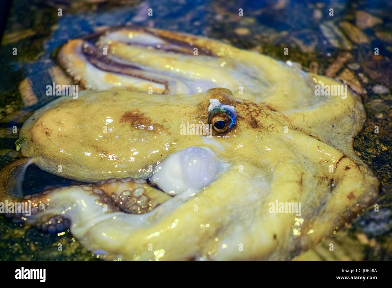 Morning catch of fishermen in Sicily, raw fresh big octopus mollusk ...