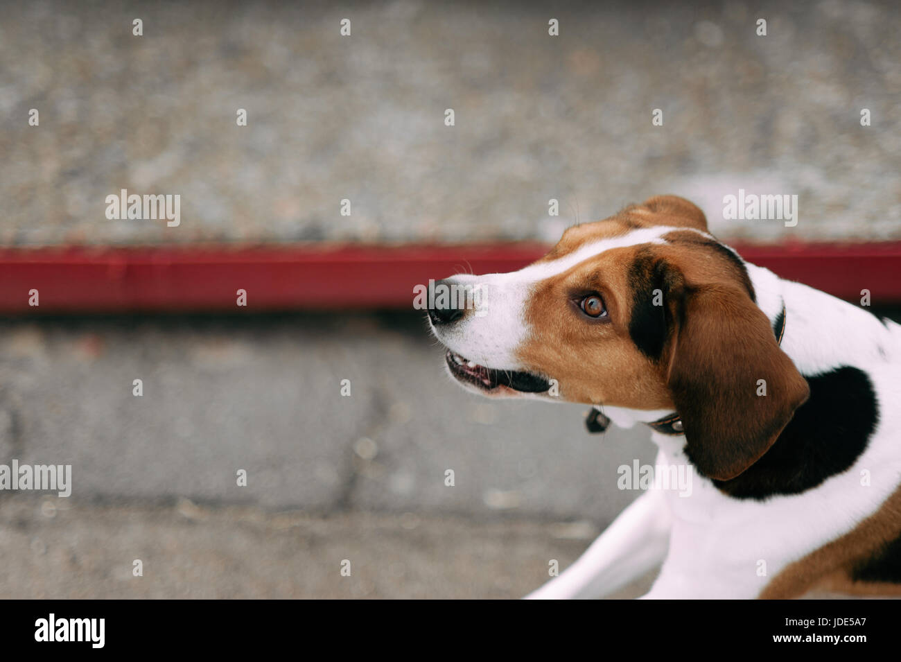 Estonian Hound dog outdoor close up portrait at cloudy day Stock Photo ...