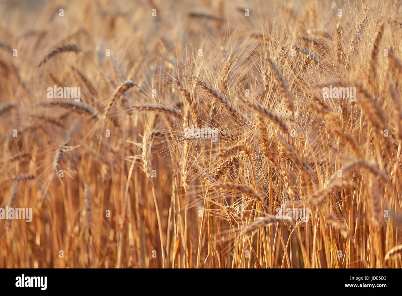 Wheat plants on an agricultural field Stock Photo - Alamy