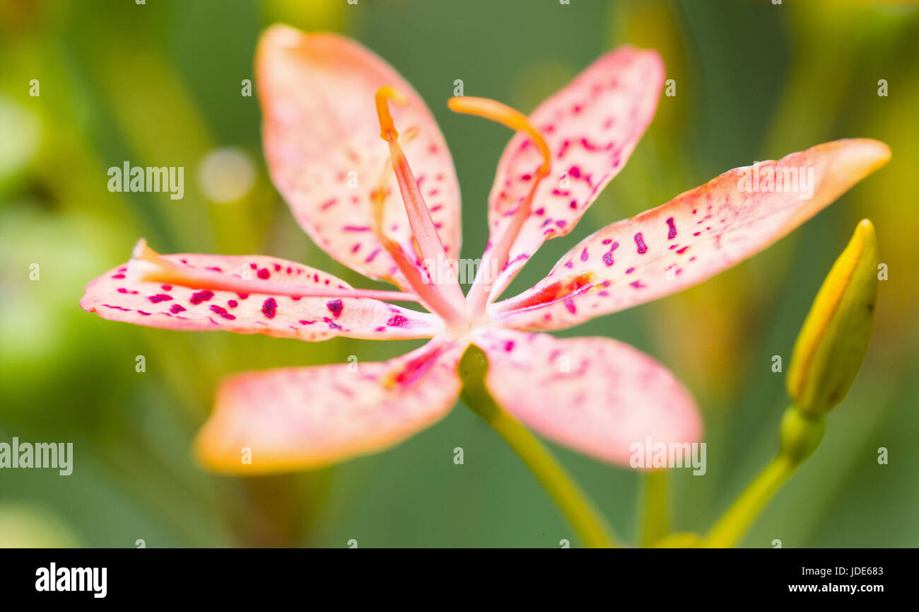 beautiful flower background Stock Photo - Alamy