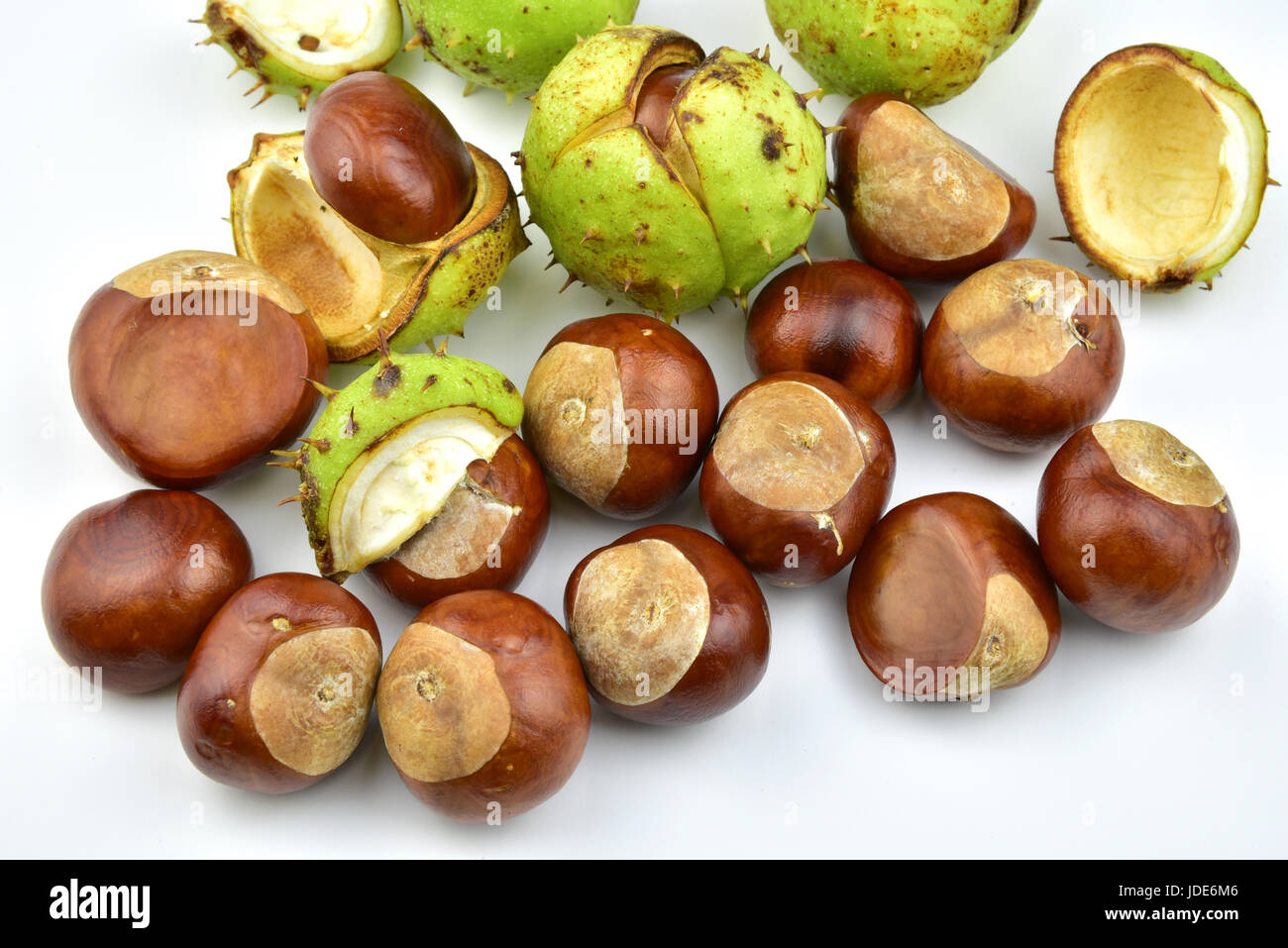 Chesnut burr split open, showing a fresh conker Stock Photo - Alamy