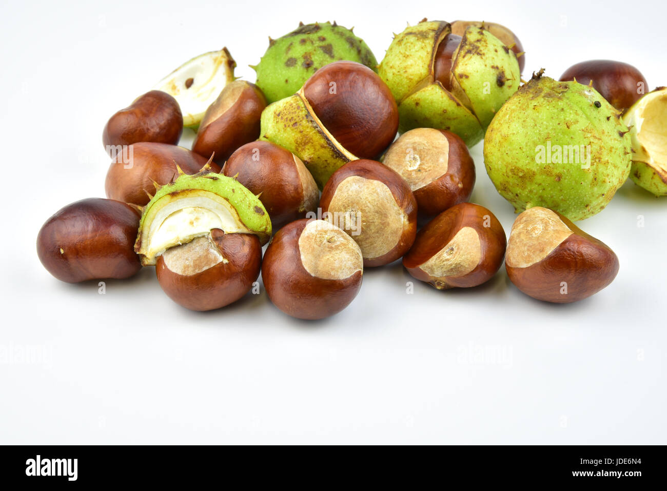 Chesnut burr split open, showing a fresh conker Stock Photo - Alamy