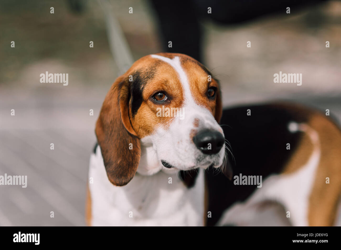 Estonian Hound dog outdoor close up portrait at cloudy day Stock Photo ...