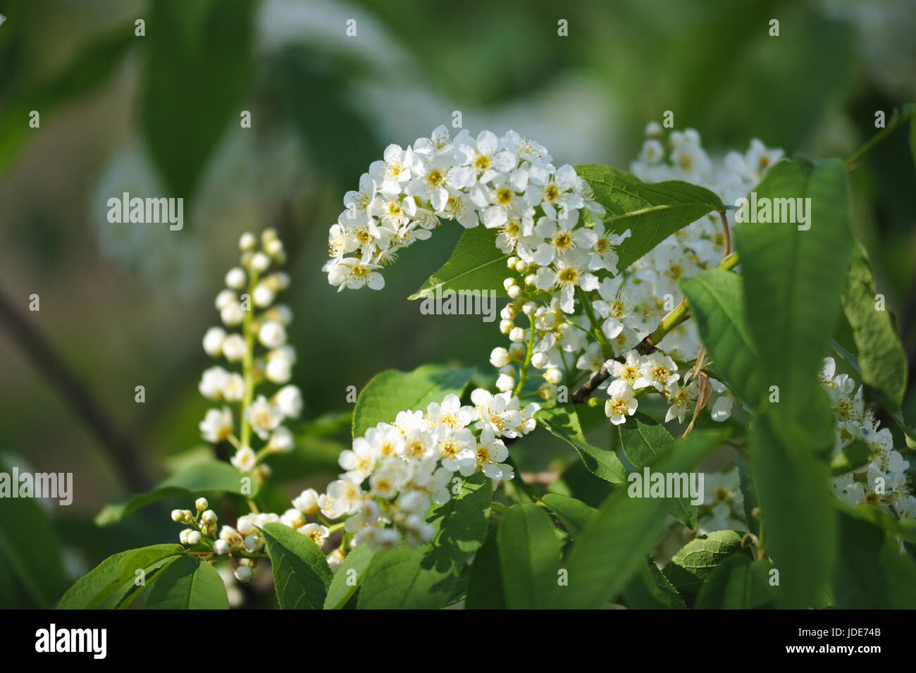 Bird cherry flowers in the spring season Stock Photo - Alamy