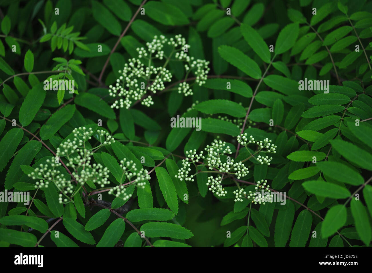 The leaves and blossoms of the mountain ash tree close up Stock Photo ...