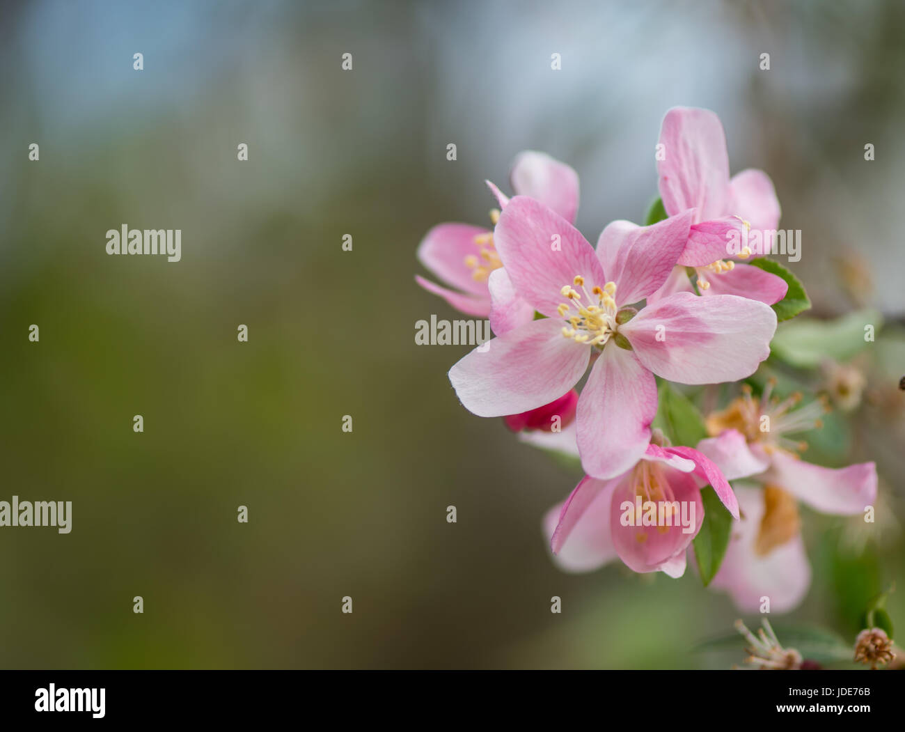 Crabapple Flower and Copy Space Stock Photo - Alamy