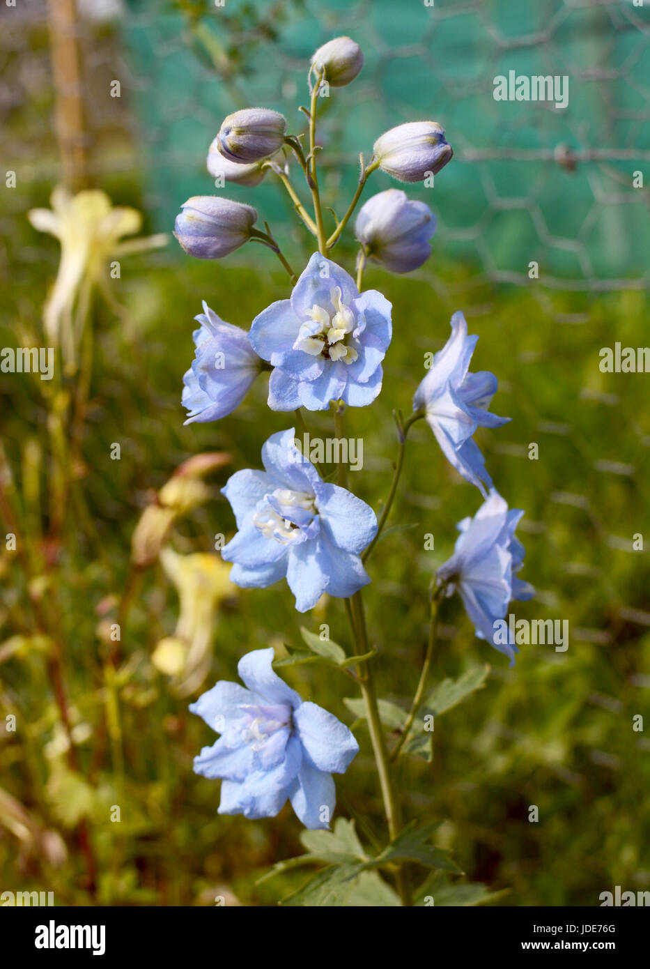 Pale blue delphinium flowers and buds opening in a sunny garden; Summer ...