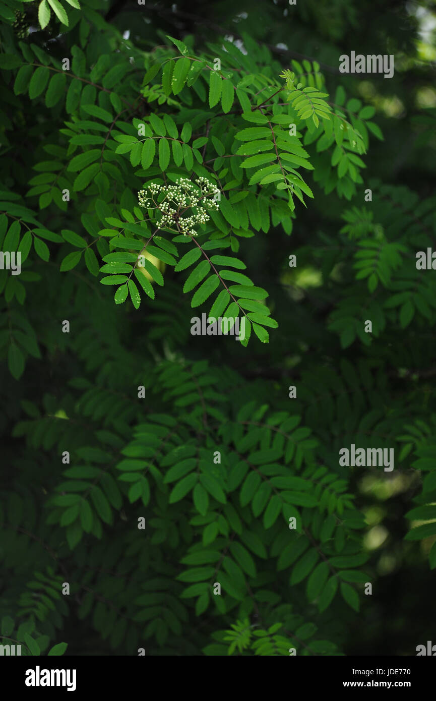 Mountain ash tree flowers hi-res stock photography and images - Alamy