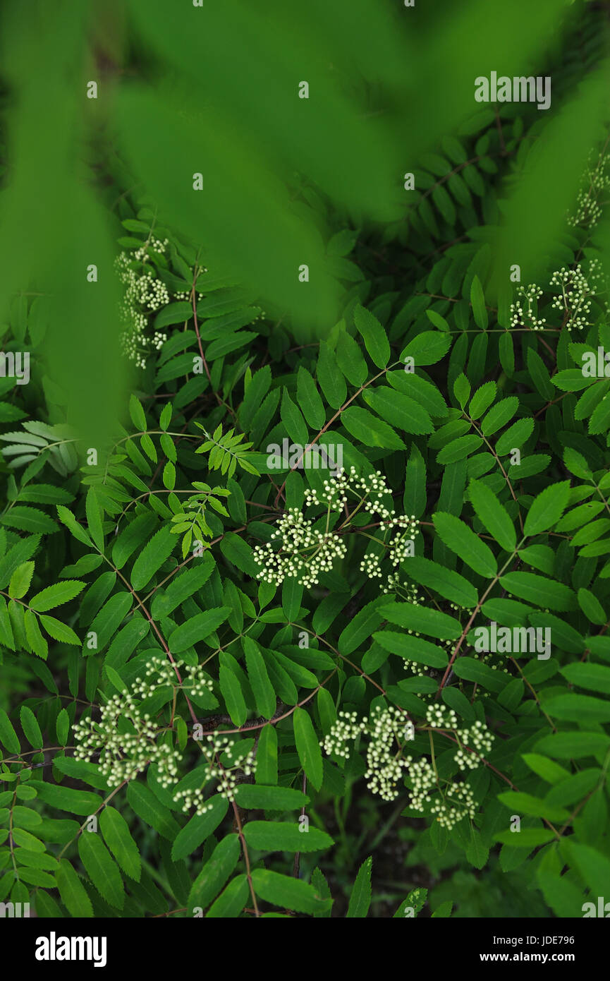 The leaves and blossoms of the mountain ash tree close up Stock Photo ...
