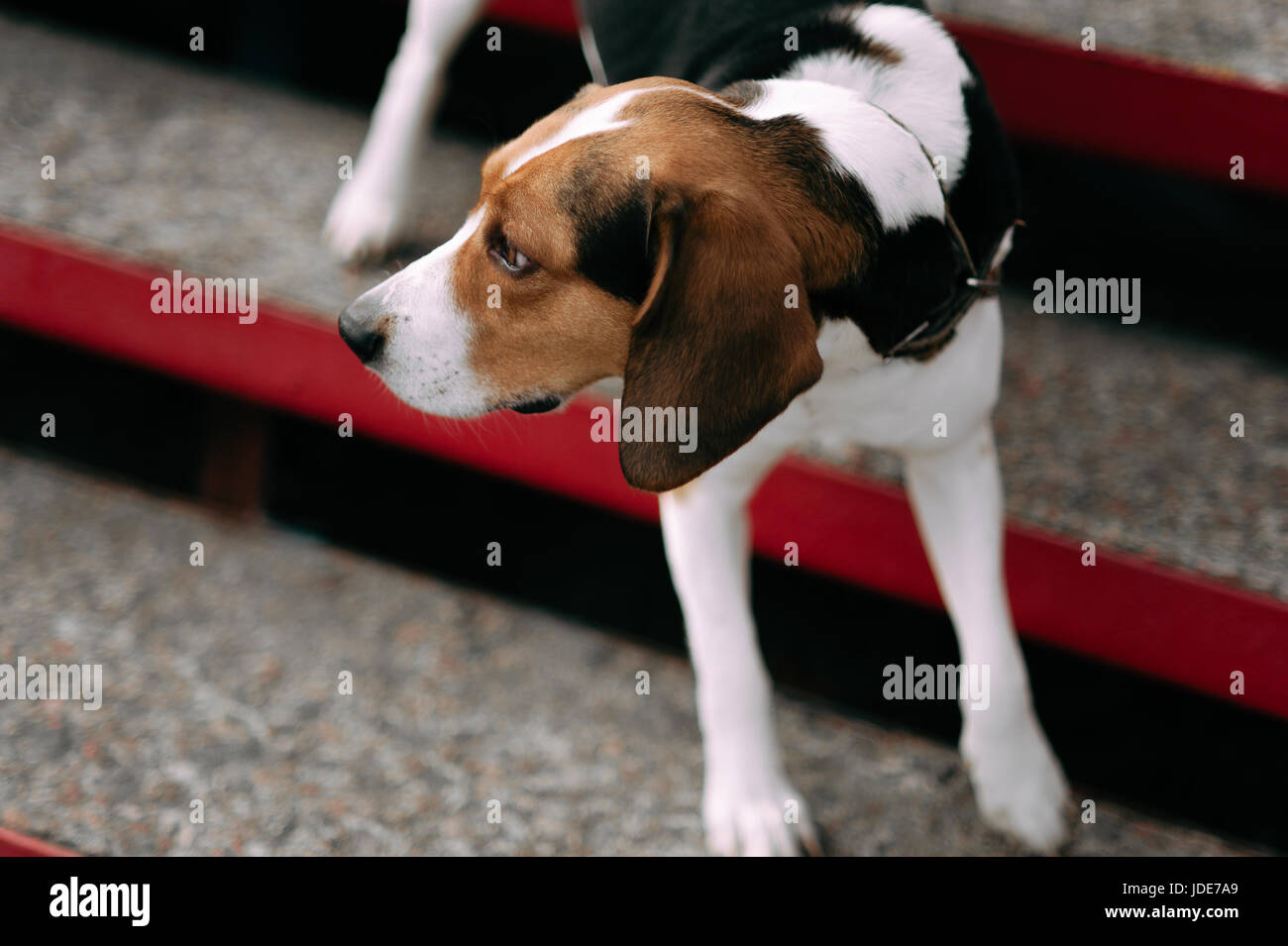 Estonian Hound dog outdoor close up portrait at cloudy day Stock Photo ...