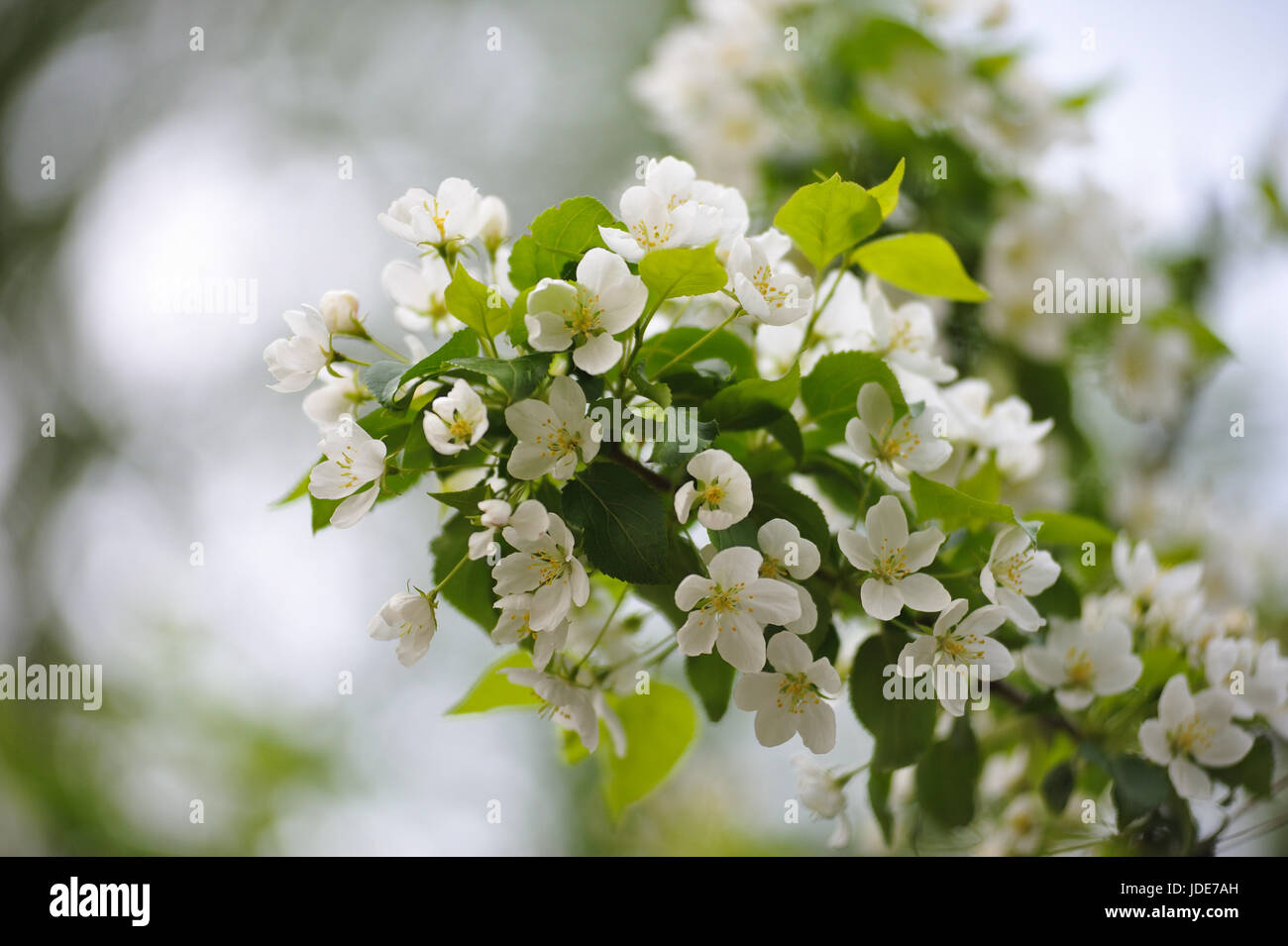 Apple trees in bloom. Close up Stock Photo - Alamy